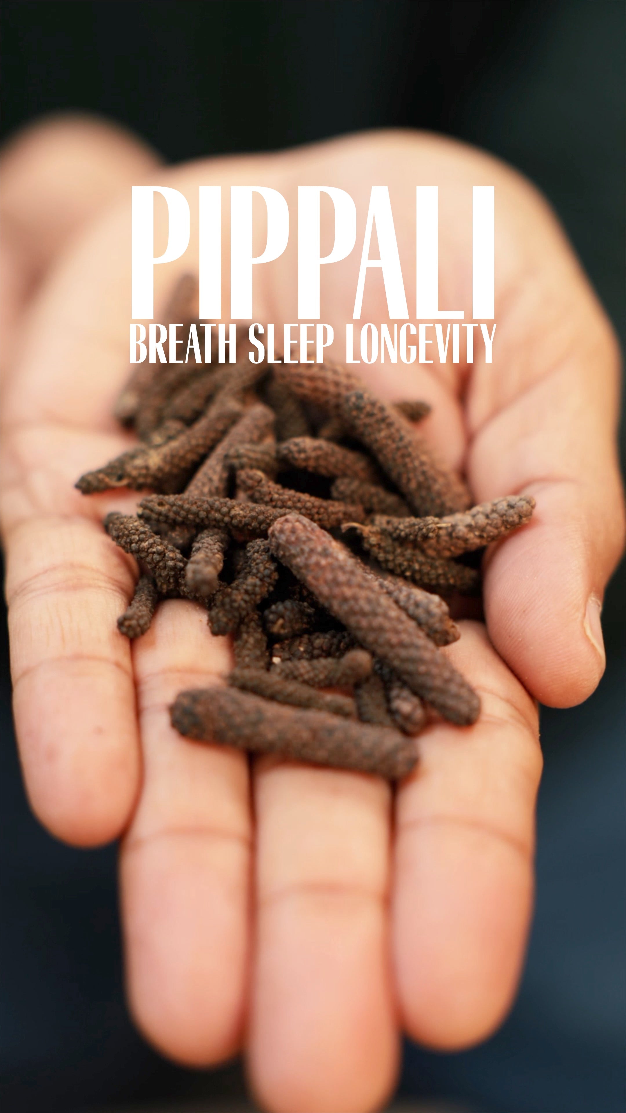 Pippali in Winter: An Ancient Ayurvedic Elixir for Breath, Sleep, and