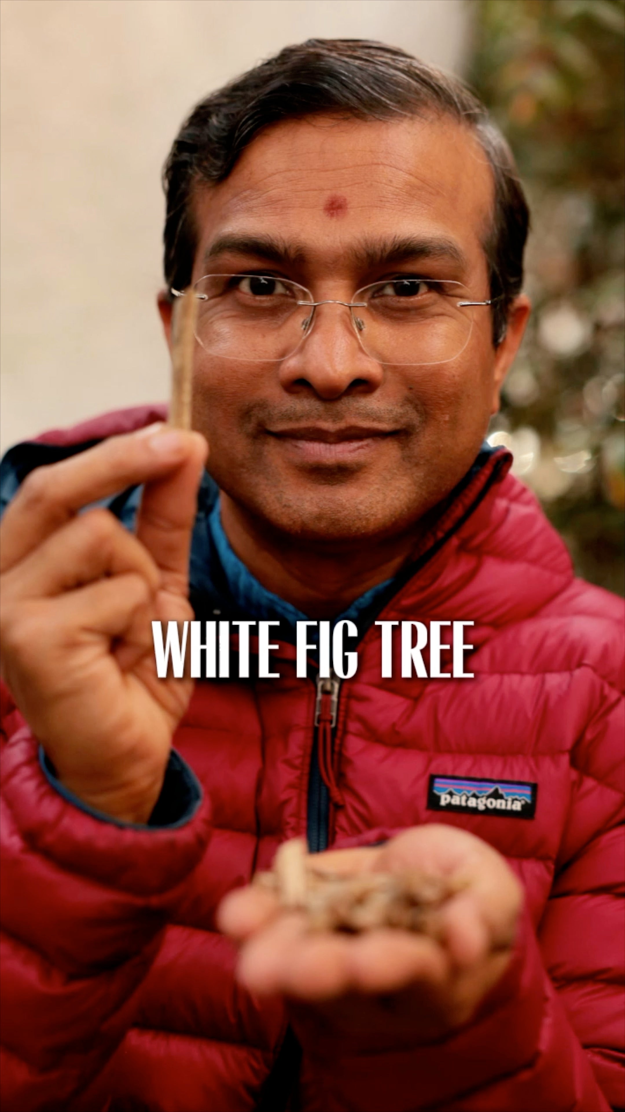 🌿 White Fig Tree Bark