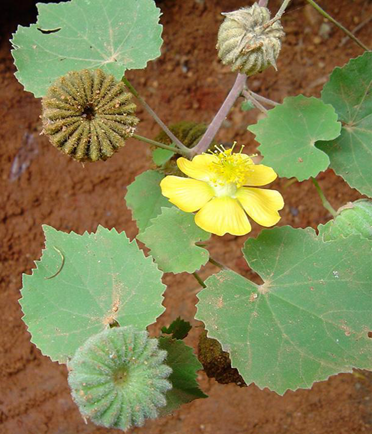 Organic Atibala Powder (Abutilon Indicum) | Athreya Herbs