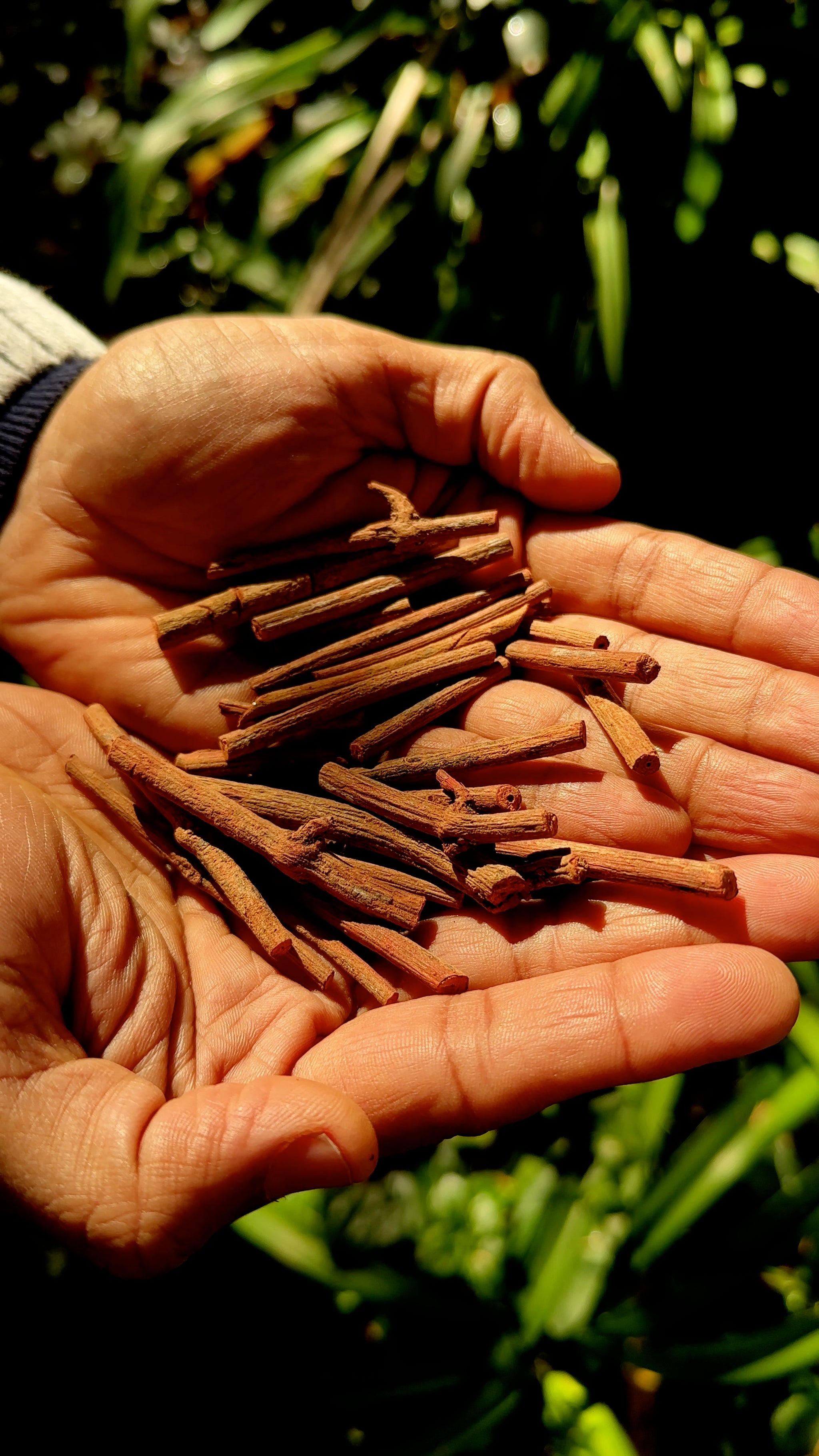 Manjishta Powder | Ayurvedic Supplement for Natural Blood Purification ...